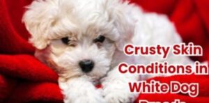 Top Remedies For Crusty Dog Skin Conditions Unveiled!