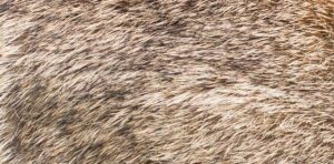 Top Rabbit Skin Conditions: Causes, Symptoms & Care Tips
