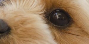 Top Yorkie Skin Conditions: Signs & Care Tips Revealed!